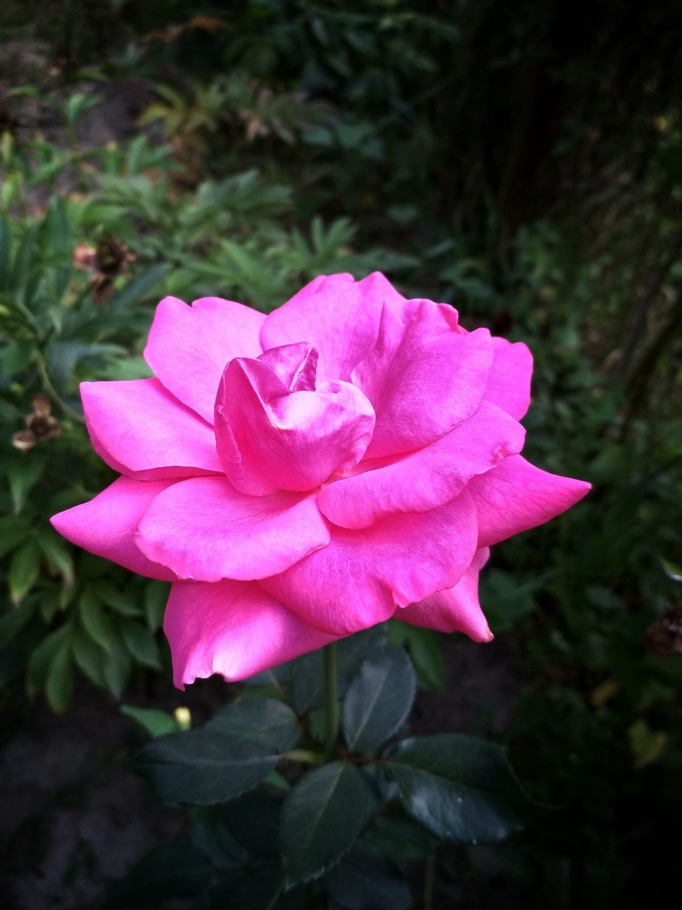 Rose La Nature Fleur - Photo gratuite sur Pixabay - Pixabay