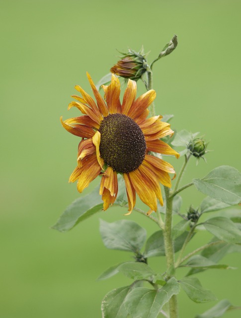 Flower Sunflower Flora Green - Free photo on Pixabay - Pixabay
