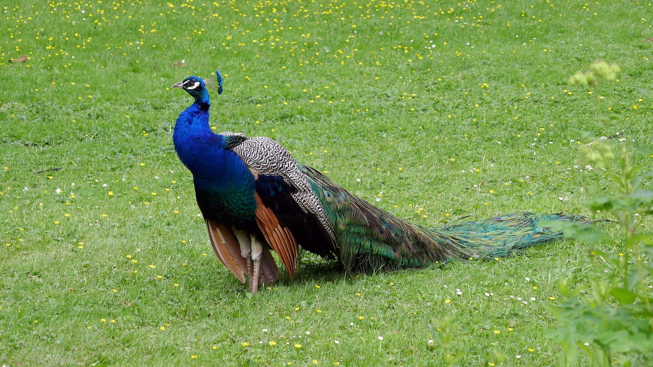 Peacock Bird Park Colorful - Free photo on Pixabay - Pixabay
