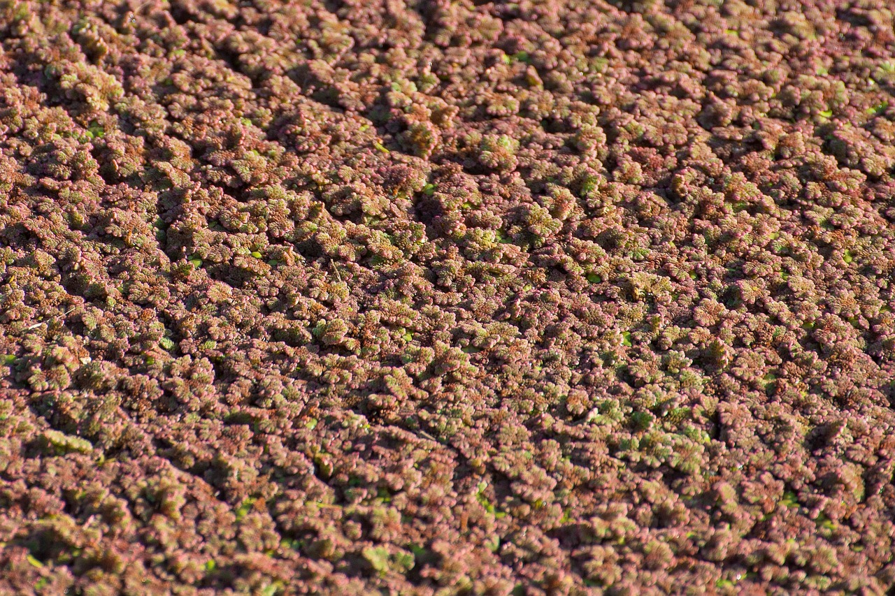 100+ Free Duckweed & Nature Images - Pixabay