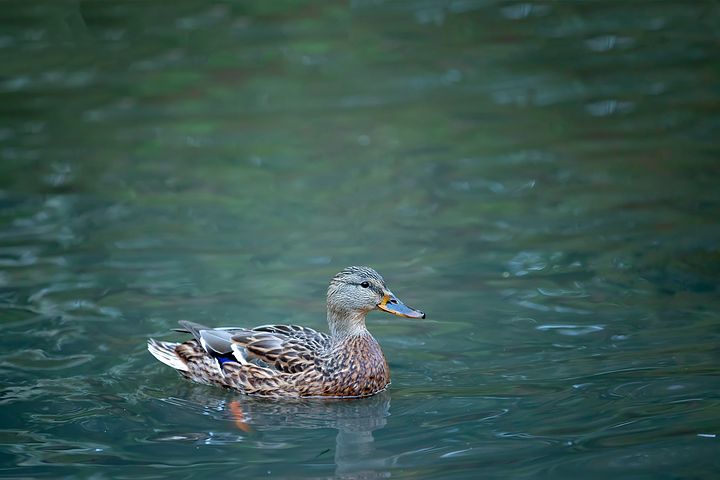 100+ Free Duck Fish & Duck Images - Pixabay
