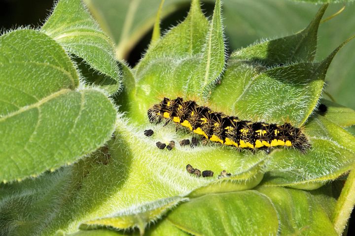 Chenille Photos - Téléchargez des images gratuites - Pixabay