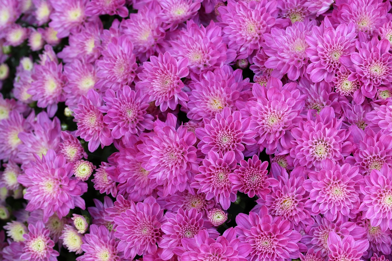 Chrysanthemum Autumn Flower - Free photo on Pixabay - Pixabay