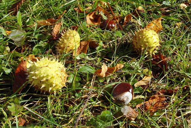 Châtaignes À L'Automne Opadnięte - Photo gratuite sur Pixabay - Pixabay