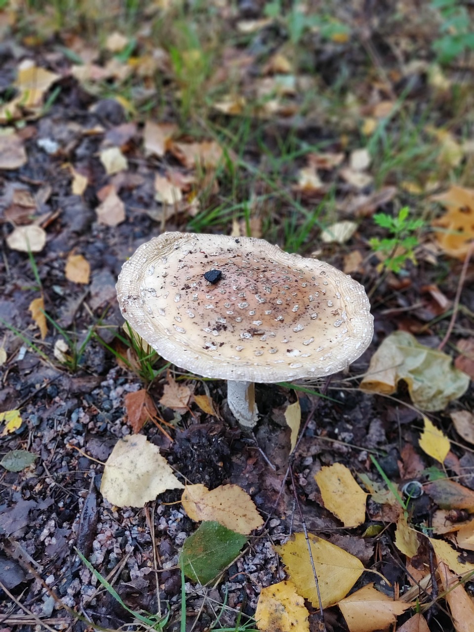 Champignon Natur Forêt La - Photo gratuite sur Pixabay - Pixabay