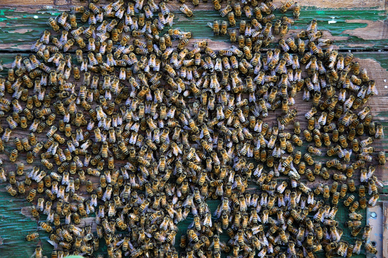 Les Abeilles La Ruche Mon - Photo gratuite sur Pixabay - Pixabay