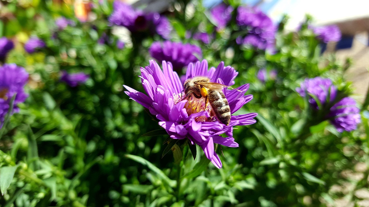 Fall Nature Bee - Free photo on Pixabay - Pixabay