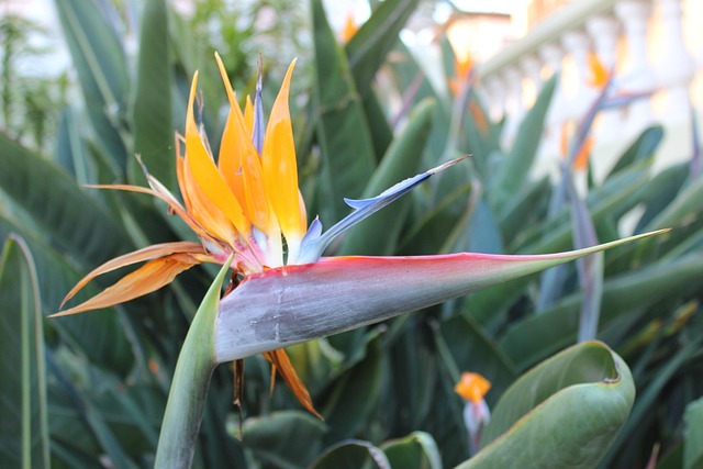 Bird Paradise Strelitzia Flower - Free photo on Pixabay - Pixabay