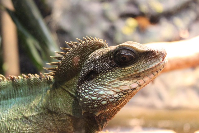 Albino Chinese Water Dragon