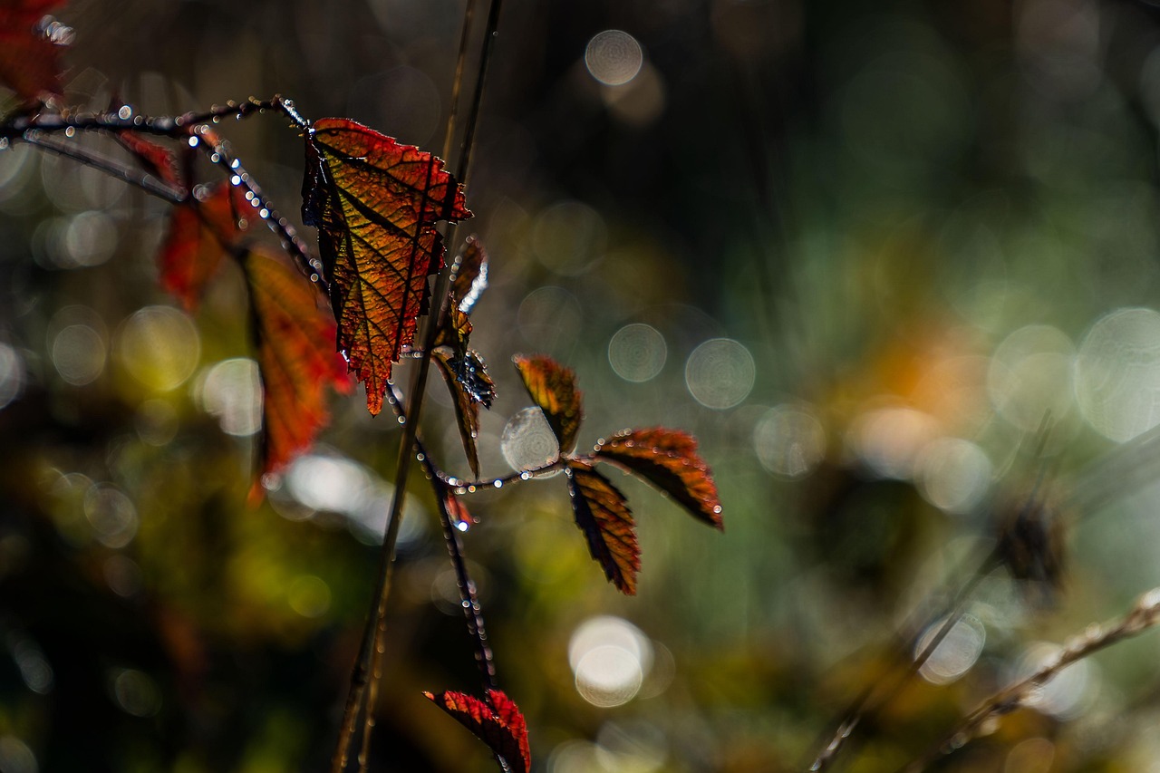 Nature Landscape Leaf - Free photo on Pixabay - Pixabay
