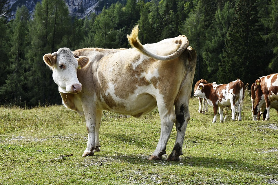 Cow Wild Mammal Mountains - Free photo on Pixabay - Pixabay