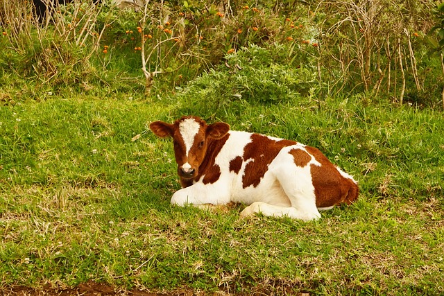 Cow Small Calf - Free photo on Pixabay - Pixabay