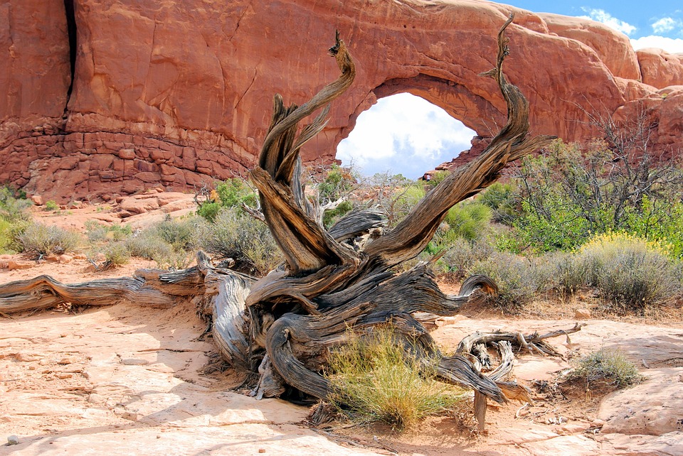 Gnarled Juniper At Arches - Free photo on Pixabay
