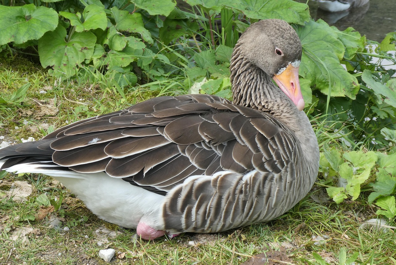 60+ Free Vögel Österreich & Austria Images - Pixabay