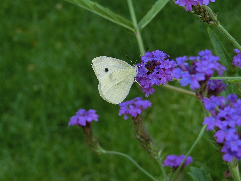 Mariposa Blanco Flor - Foto gratis en Pixabay - Pixabay