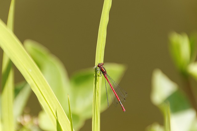 Dragon-Fly Macro Insect - Free photo on Pixabay - Pixabay