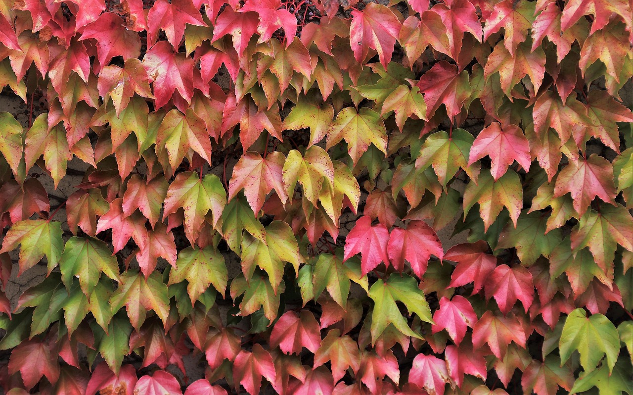 1,000+ Free Hedge & Nature Images - Pixabay