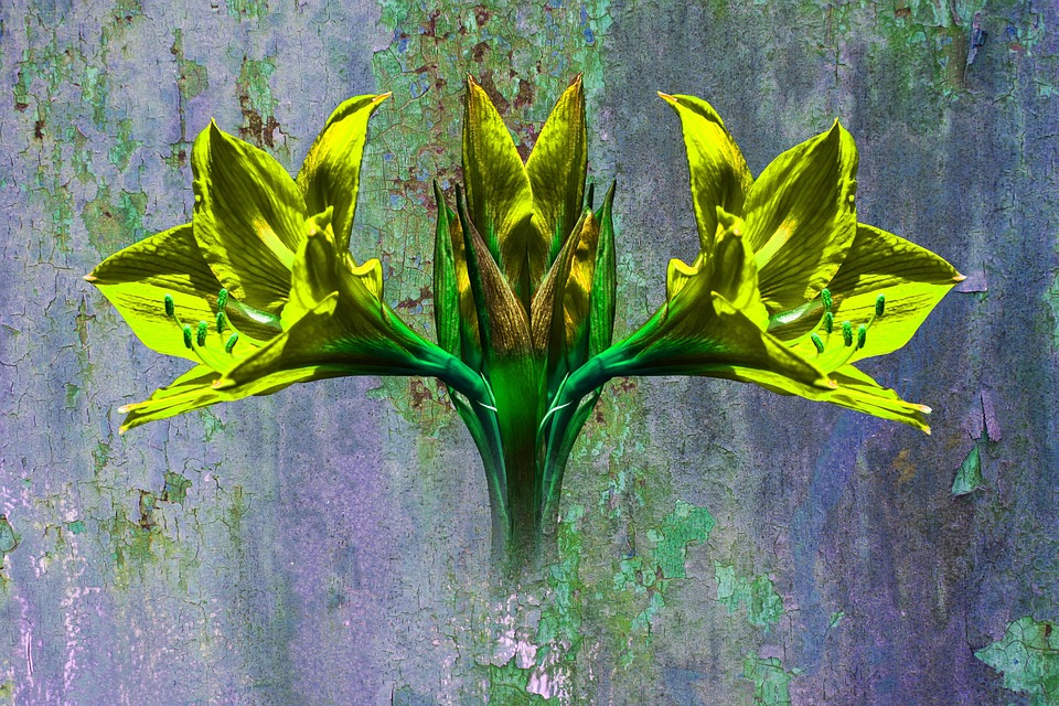 Flower Grunge Art Nature - Free photo on Pixabay - Pixabay