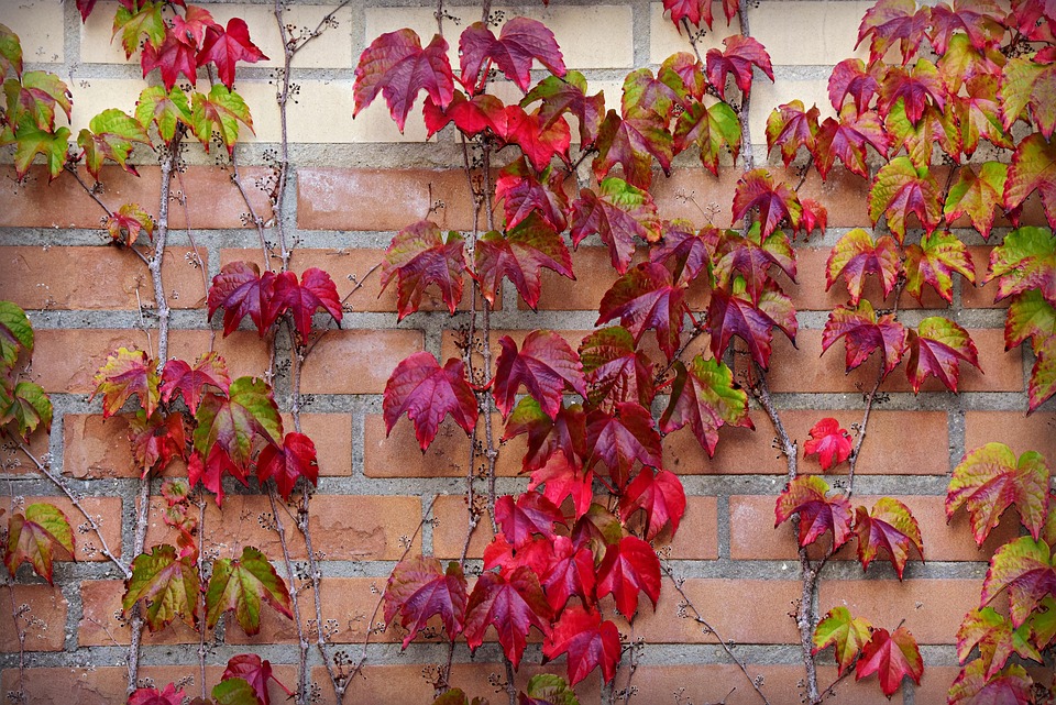 Ivy Leaf Autumn Color Brick - Free photo on Pixabay