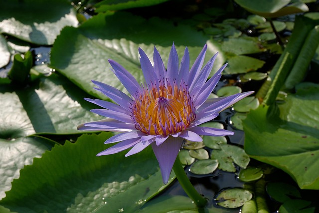 Page 6 - 40,000+ Free Lotus Flowers & Lotus Photos - Pixabay