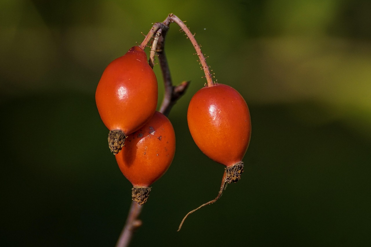 Rosehips Shrub Roses - Free photo on Pixabay - Pixabay