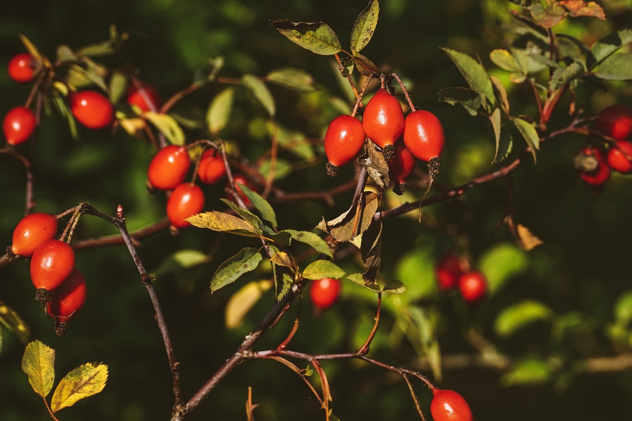 Rosehips Shrub Roses - Free photo on Pixabay - Pixabay