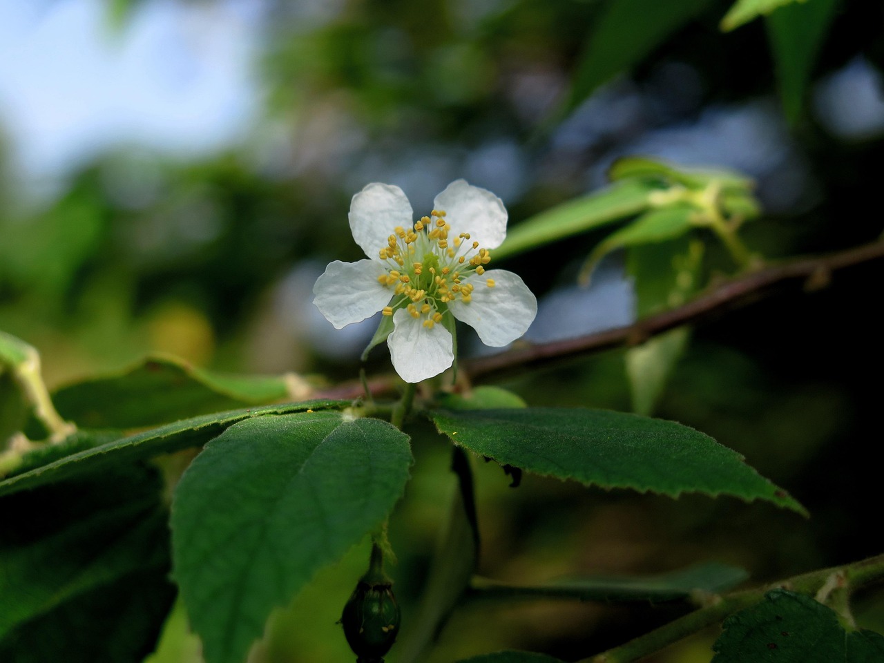 Muntingia Flower - Free photo on Pixabay - Pixabay