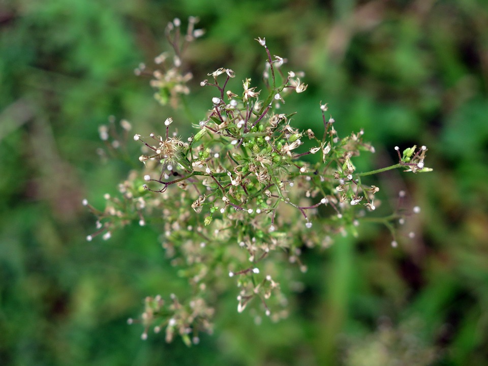Wildflowers Background Nature - Free photo on Pixabay
