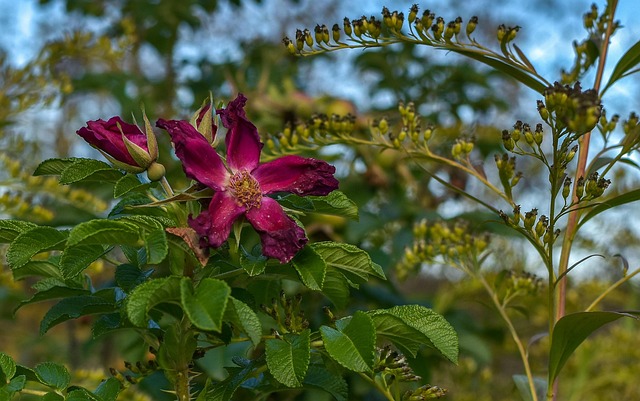 Fleur L'Astérisque La Nature - Photo gratuite sur Pixabay - Pixabay