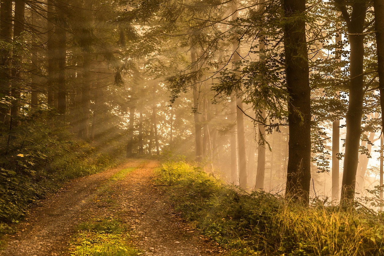Nature Path Landscape - Free photo on Pixabay