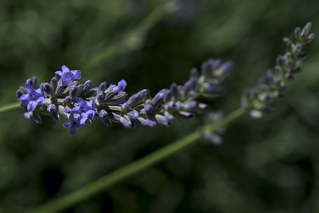 Flores Natureza Lavanda - Foto gratuita no Pixabay - Pixabay
