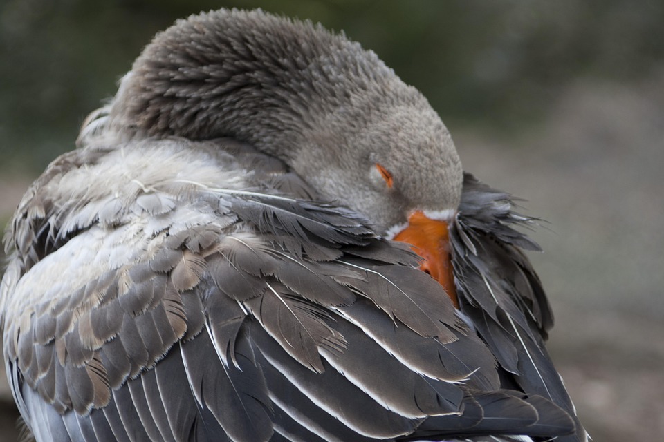 Oca Gans Vogel - Kostenloses Foto auf Pixabay