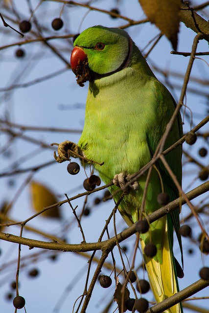 Perroquet Vert - Photo gratuite sur Pixabay