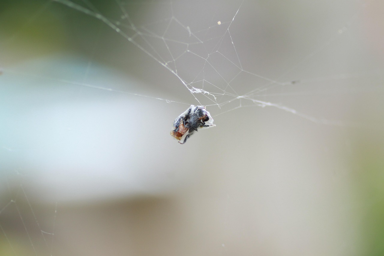 90+ Free Spider Beetle & Spider Images - Pixabay