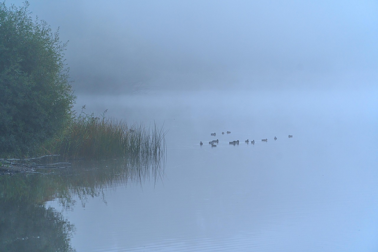 Fog Autumn Mourning - Free photo on Pixabay