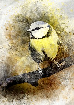 10+ Free Blue Tit & Bird Illustrations - Pixabay