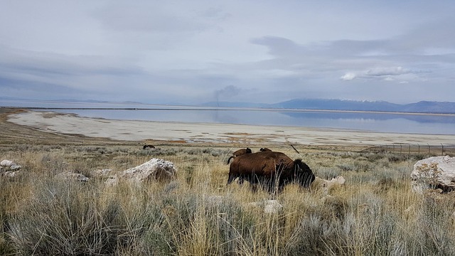 Antelope Island Buffalo Bison - Free photo on Pixabay