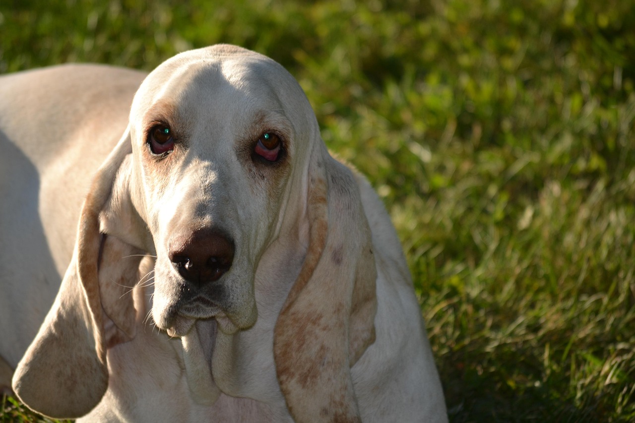 600+ Free Basset Hound & Dog Images - Pixabay
