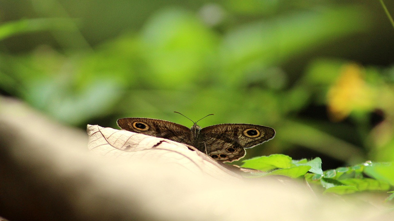Papillon Commun Les Yeux - Photo gratuite sur Pixabay - Pixabay