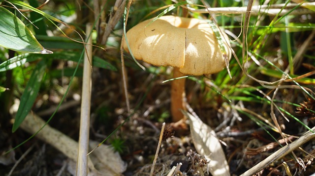 Champignon Nain Parapluie Naturel - Photo gratuite sur Pixabay - Pixabay