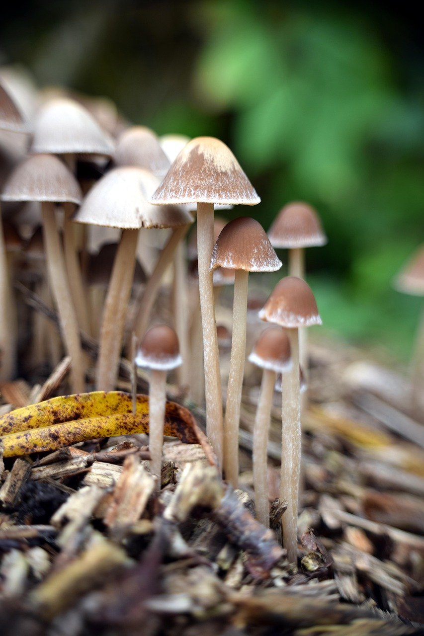 Mushrooms Fall Nature - Free photo on Pixabay - Pixabay
