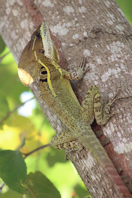 Reptile Tabasco - Photo gratuite sur Pixabay - Pixabay