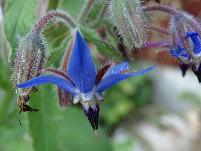 Borretsch Officinalis Garten Blume - Kostenloses Foto auf Pixabay - Pixabay