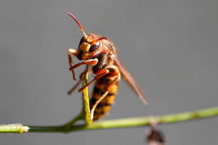 600+ Free Hornet & Insect Images