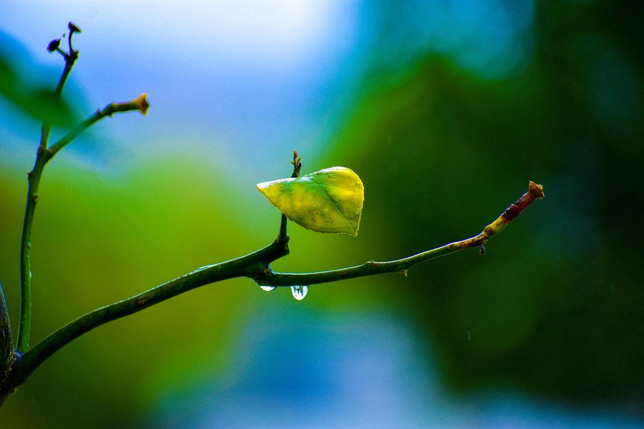 Lemon Plant Green - Free photo on Pixabay