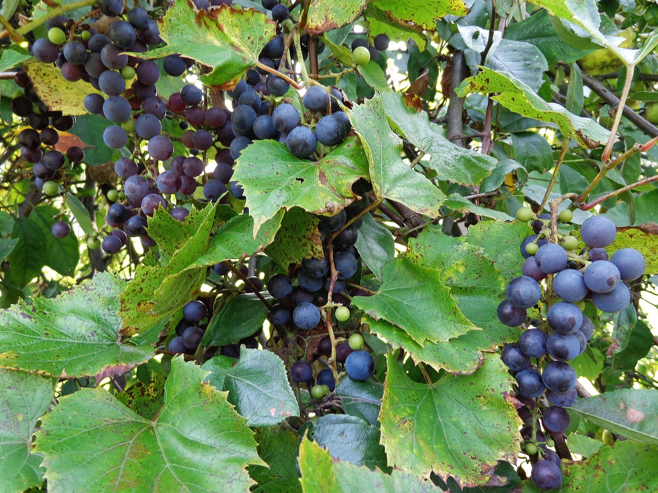 Grappe De Raisin Vigne Fruit - Photo gratuite sur Pixabay - Pixabay