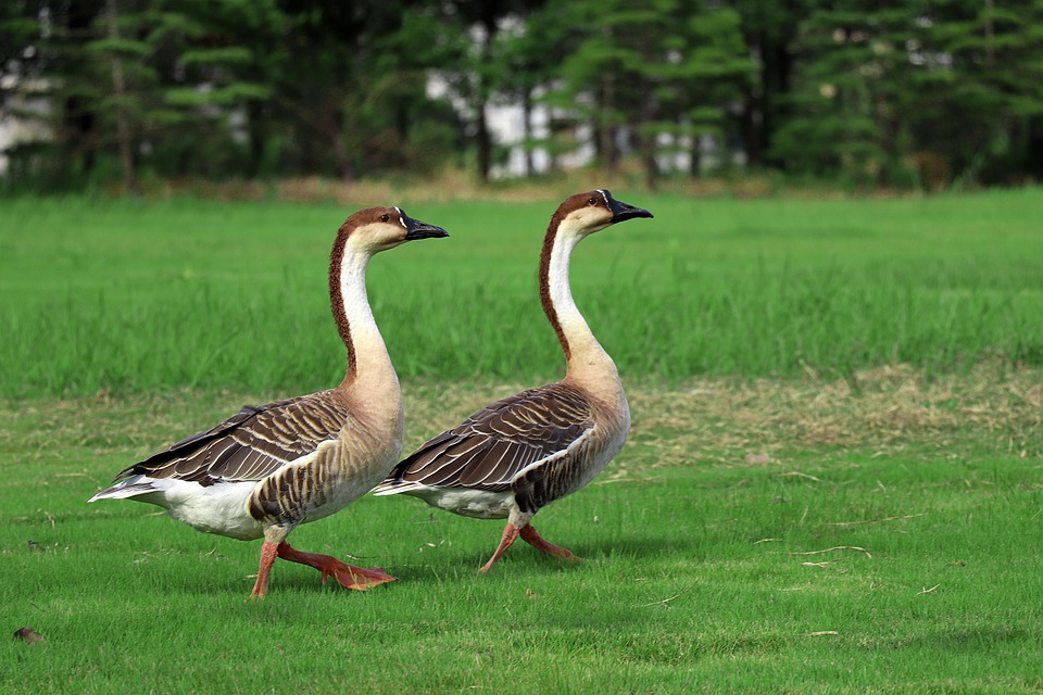 Wild Goose Walking Park - Free photo on Pixabay