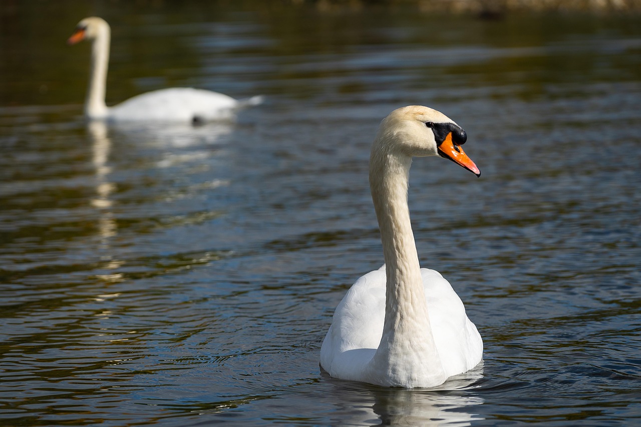 Animal Pájaro Cisne Fauna - Foto gratis en Pixabay - Pixabay