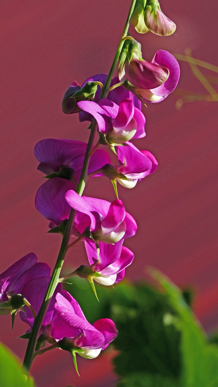 Nature Garden Flower - Free photo on Pixabay