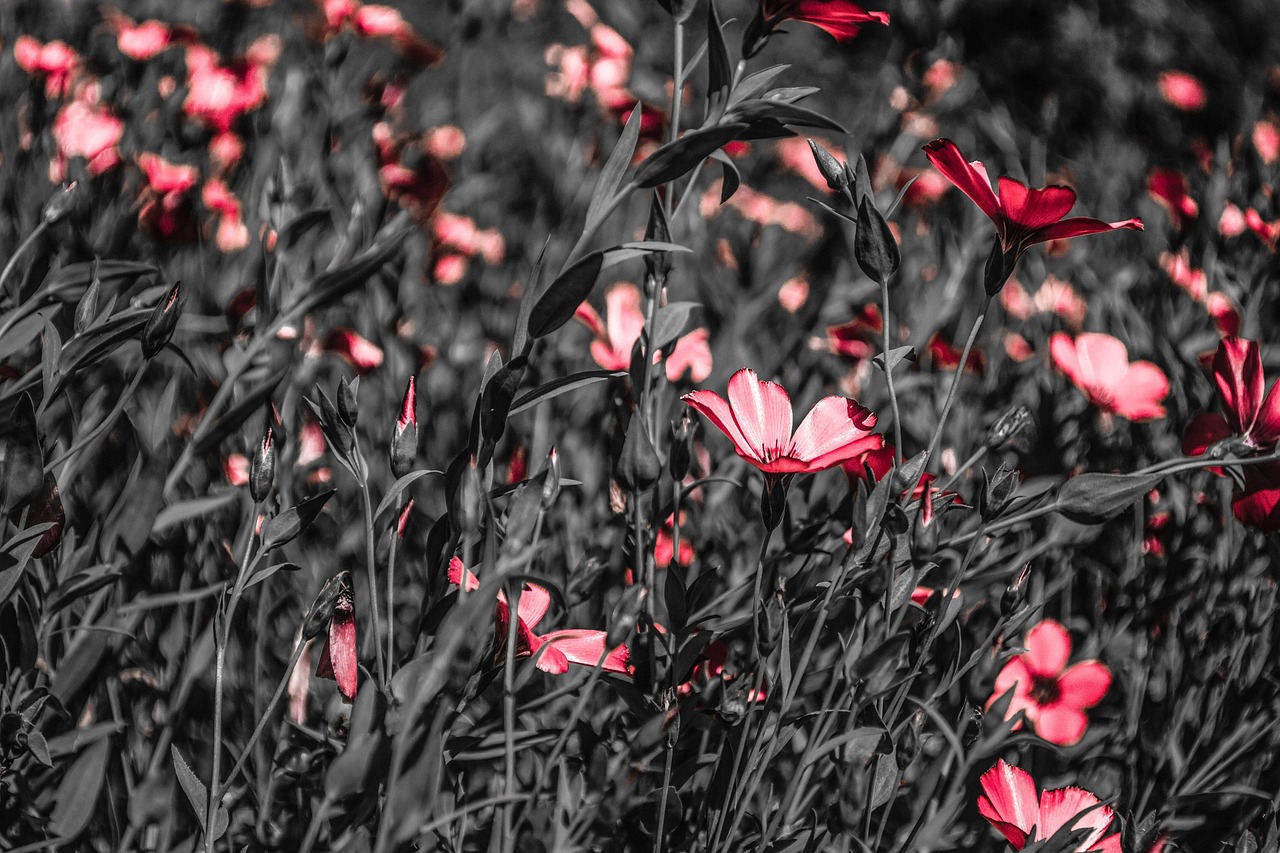 Summer Flor Natureza - Foto gratuita no Pixabay - Pixabay